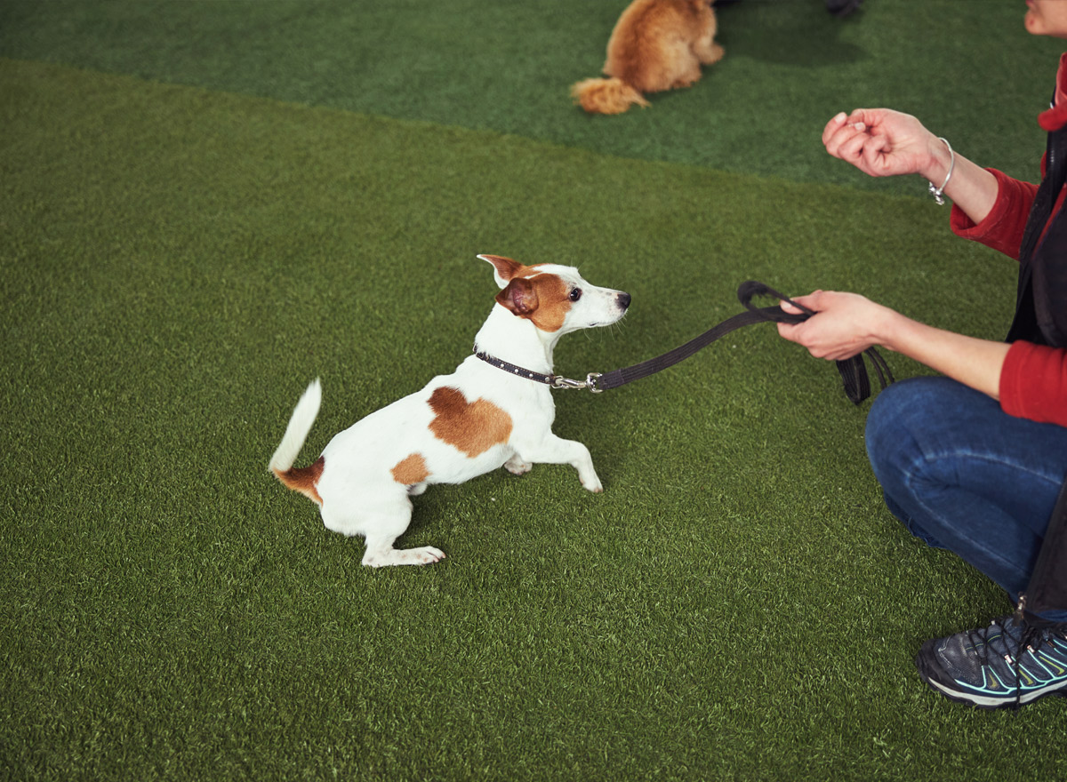 Puppy Prep Day School - Barkefellers